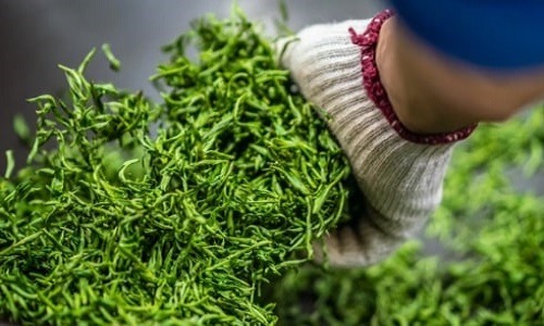 Suzhou Biluochun Tea Tour with Farmer Visit & Lunch